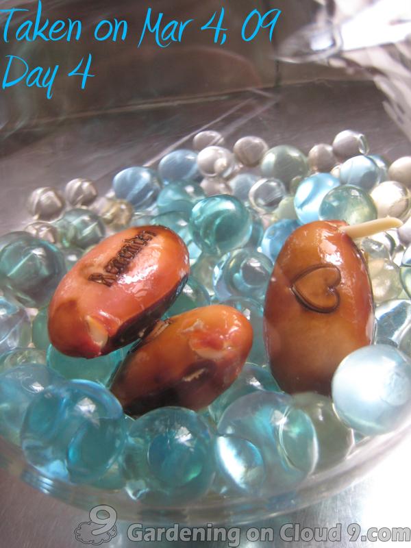 Magic Bean | Gardening on Cloud 9