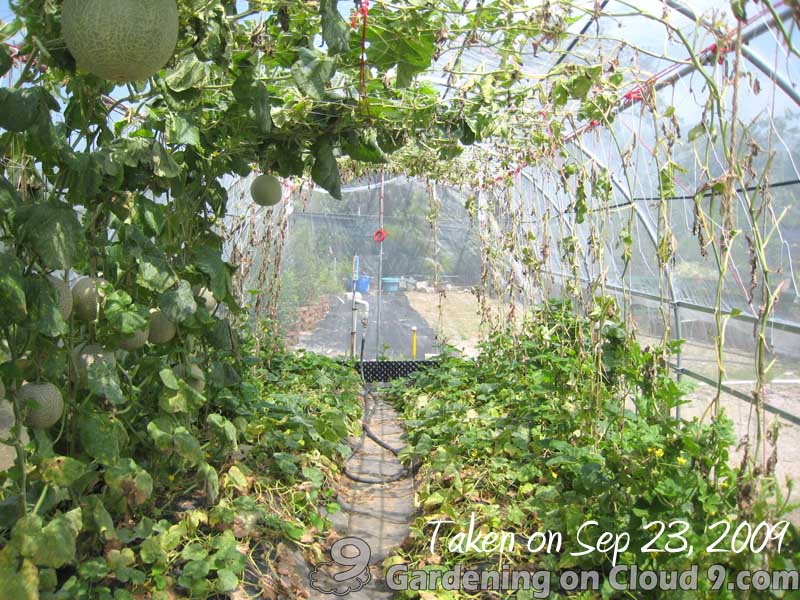 Garden Journal - Yellow Skin Watermelon in Greenhouse | Gardening on ...