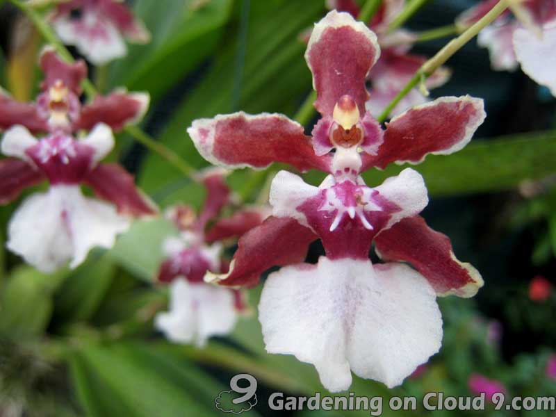 Garden Journal - Oncidium Orchid - the Dancing Lady | Gardening on Cloud 9