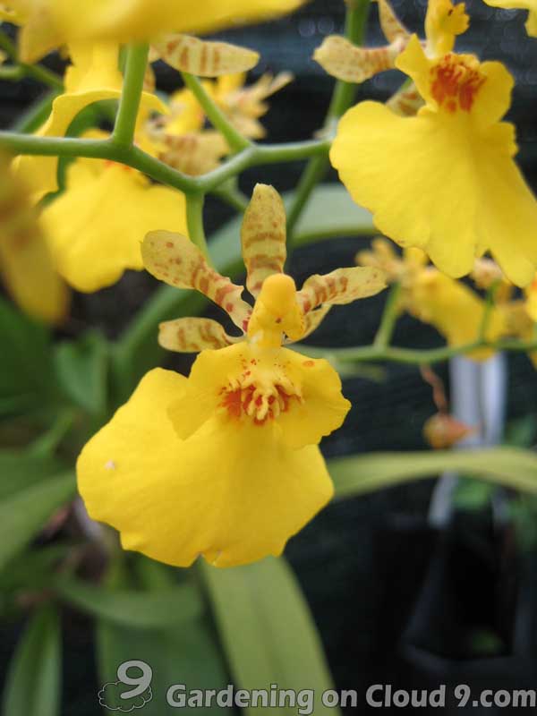 Garden Journal - Oncidium Orchid - the Dancing Lady | Gardening on Cloud 9